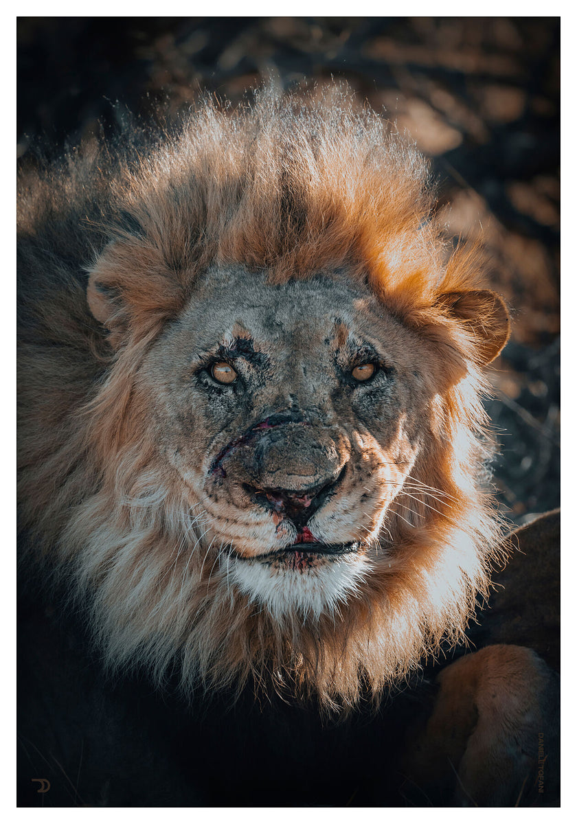 Scar – Daniele Tofani